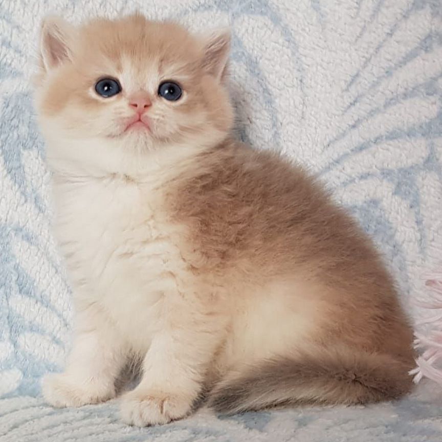 Британский короткошёрстный котёнок