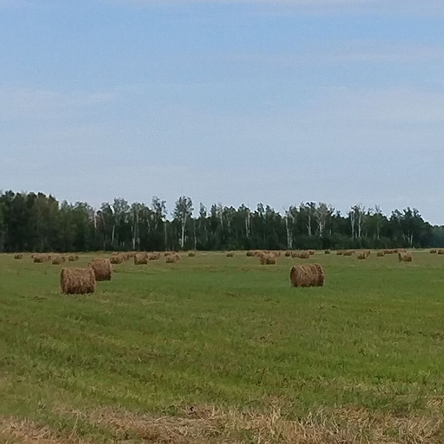 Продам сено в рулонах