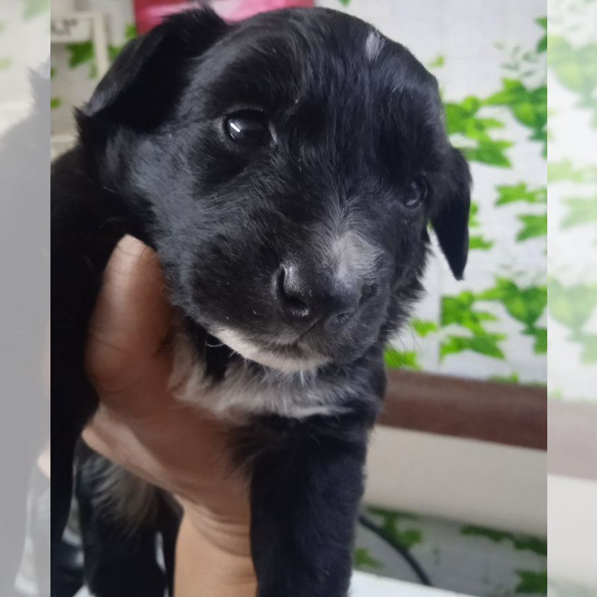 Щенок в добрые руки