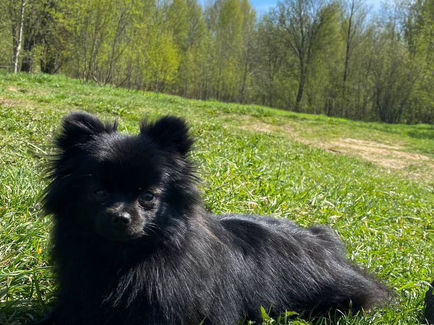 Продам Шпица