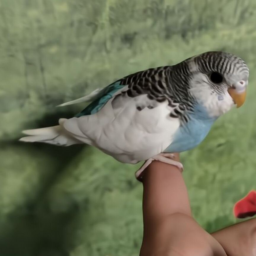 Птенцы Волнистый попугай