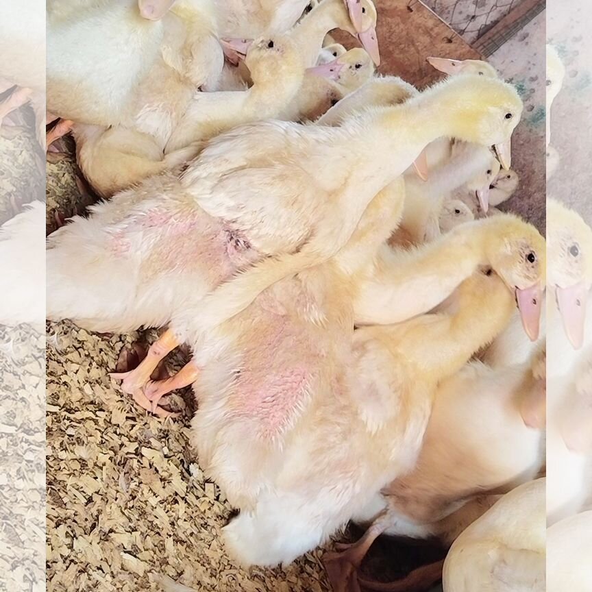 Бройлерные утки