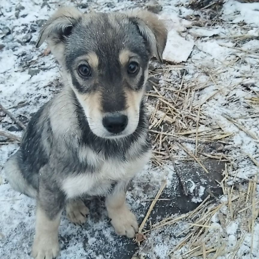Щенок в добрые руки