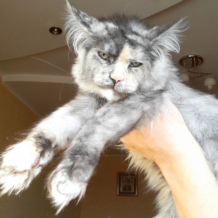 Красотка мейн-кун