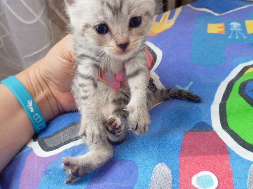 Отдам котят