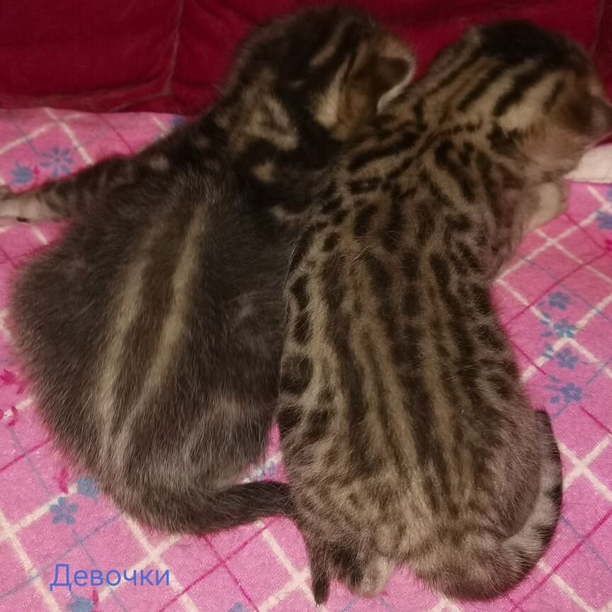 Бенгальские малыши