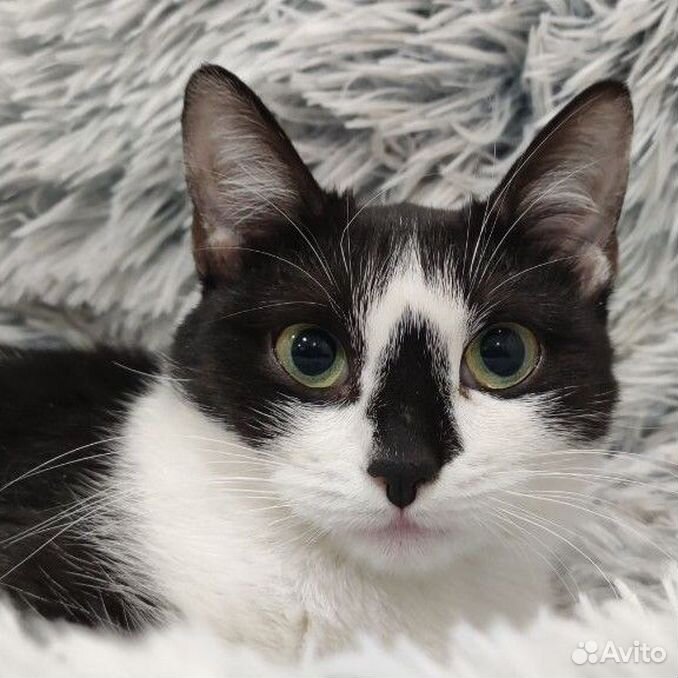 Кошка-подросток Фишка в добрые руки