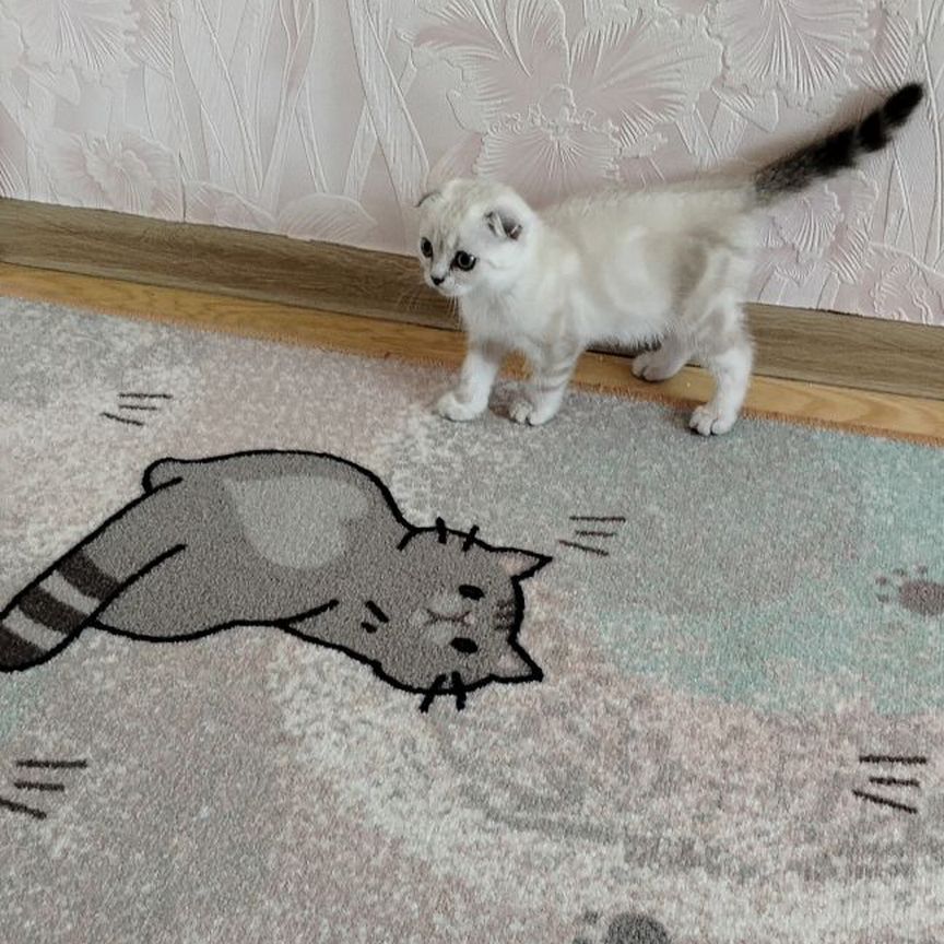 Шотландская вислоухая девочка