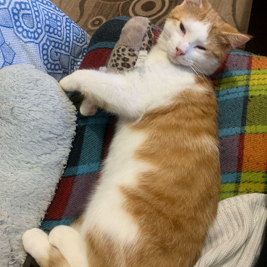 Рыжий котик Симба ищет дом