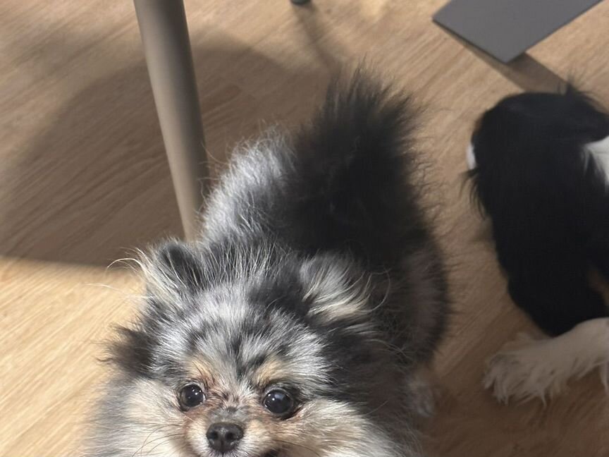 Померанский шпиц