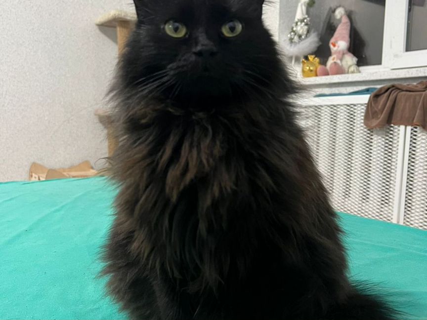 Кошка Тучка ищет дом