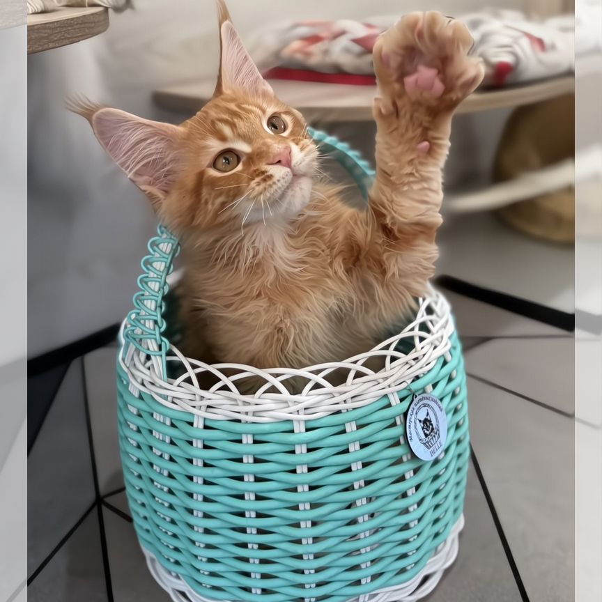 Мейн-кун котёнок