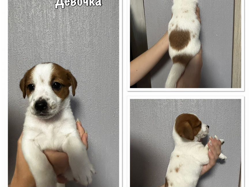 Супер детки Джек Рассел терьер