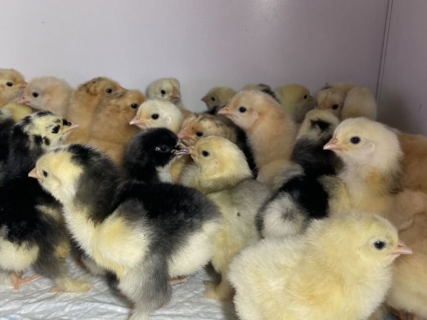 Цыплята