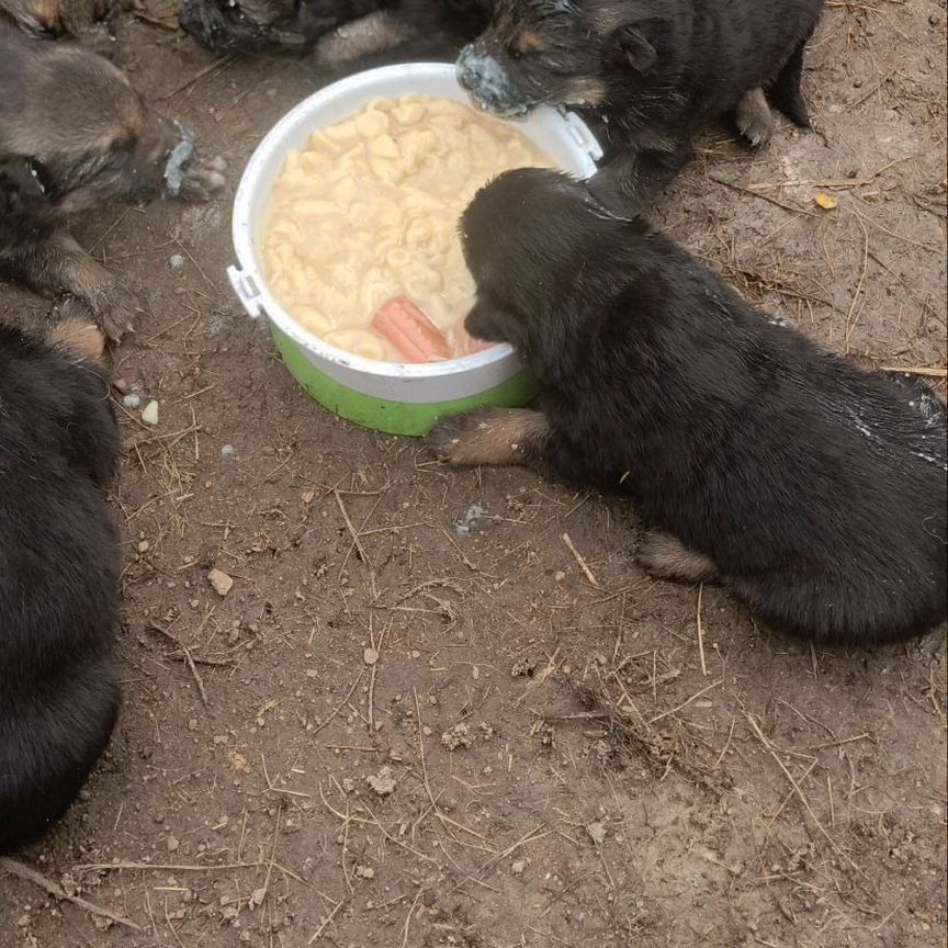 Немецкая овчарка