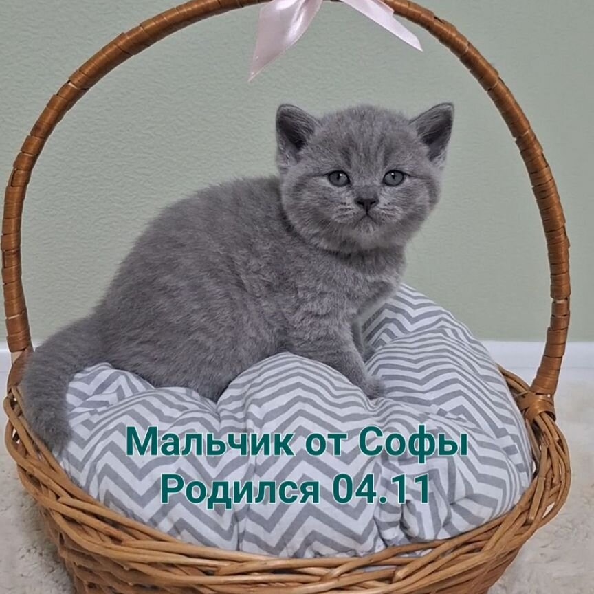 Британский мальчик