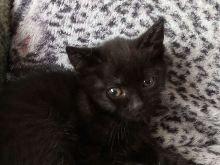 Кошка в дар