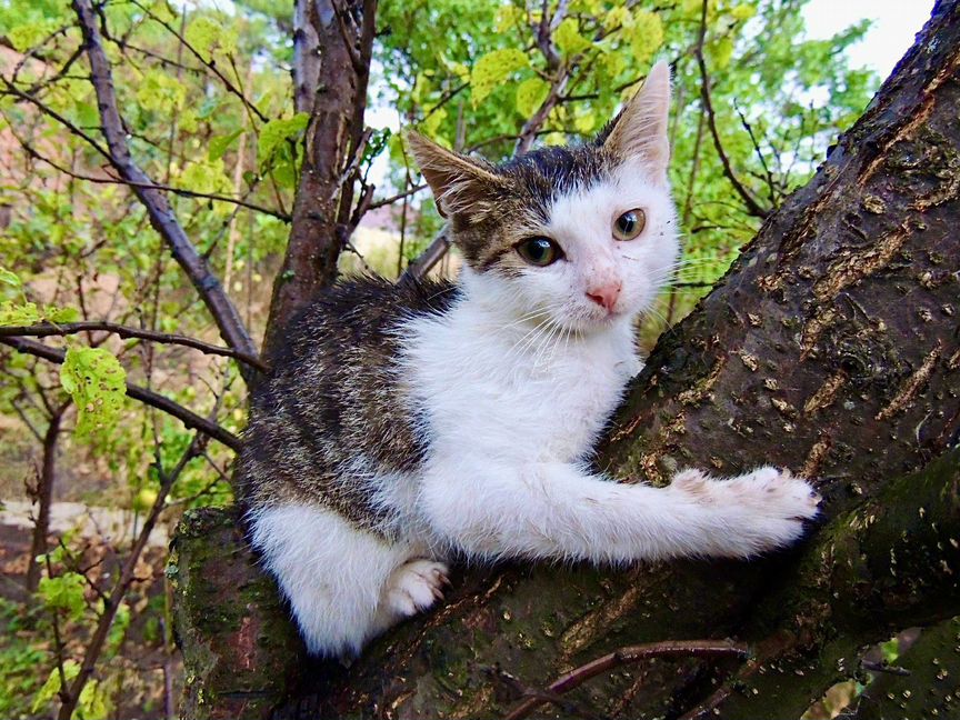 Котомальчик в добрые руки