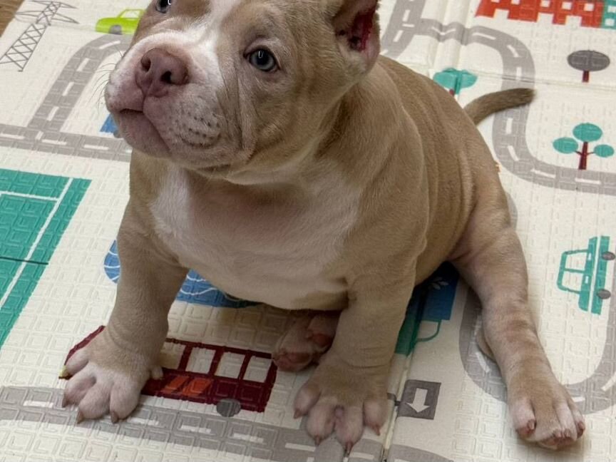 Американский булли покет щенки