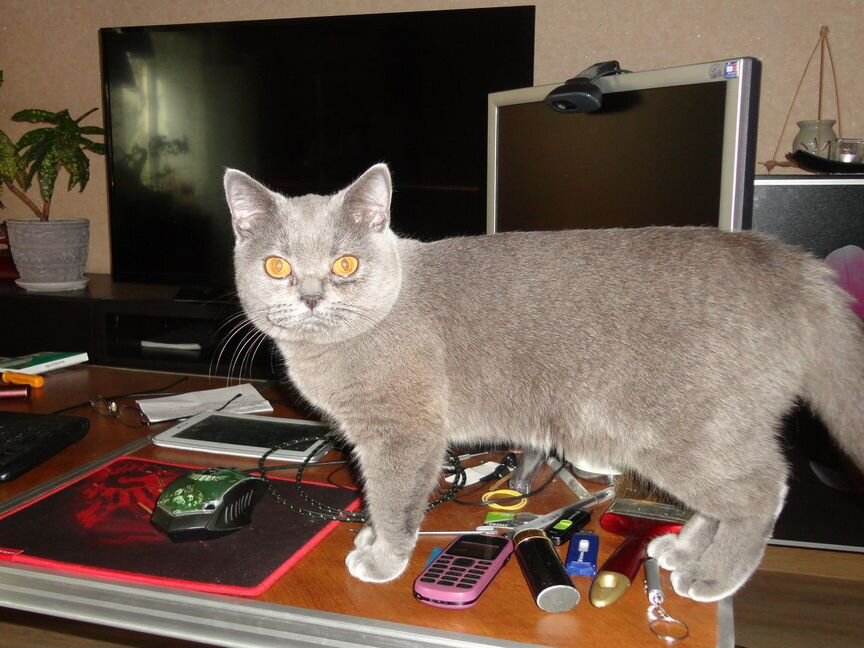 Британская кошечка на вязку