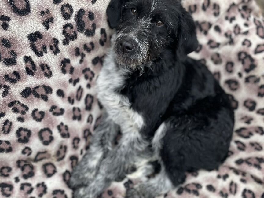 Метис Канапушечка подарит свою безграничную любовь