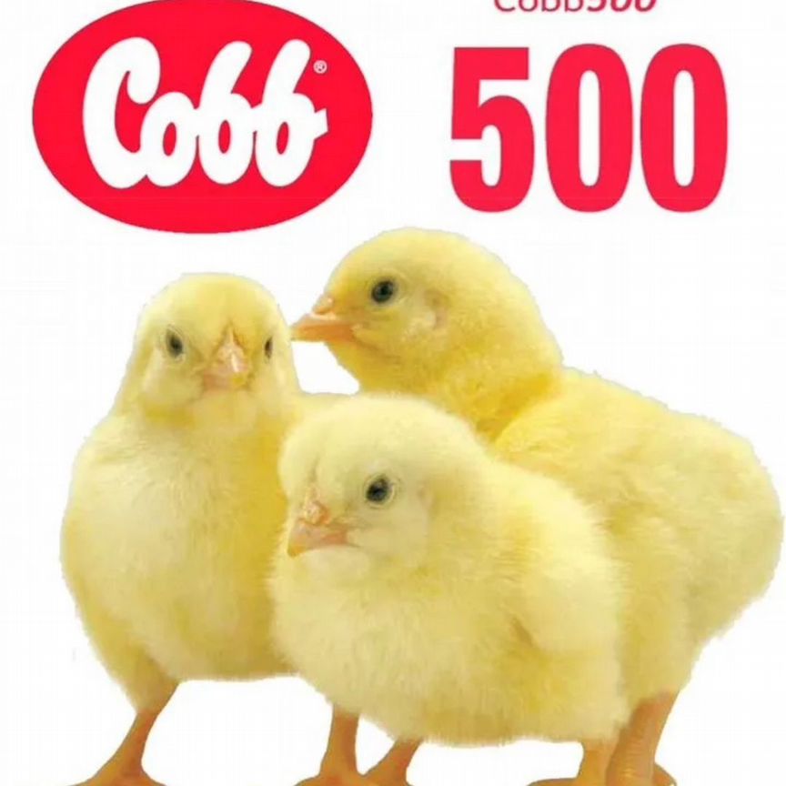 Цыплята кобб 500 Чехия 29.04 вылуп