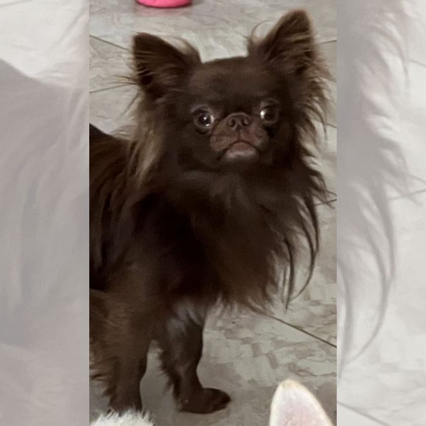 Чихуахуа, взрослый пёс