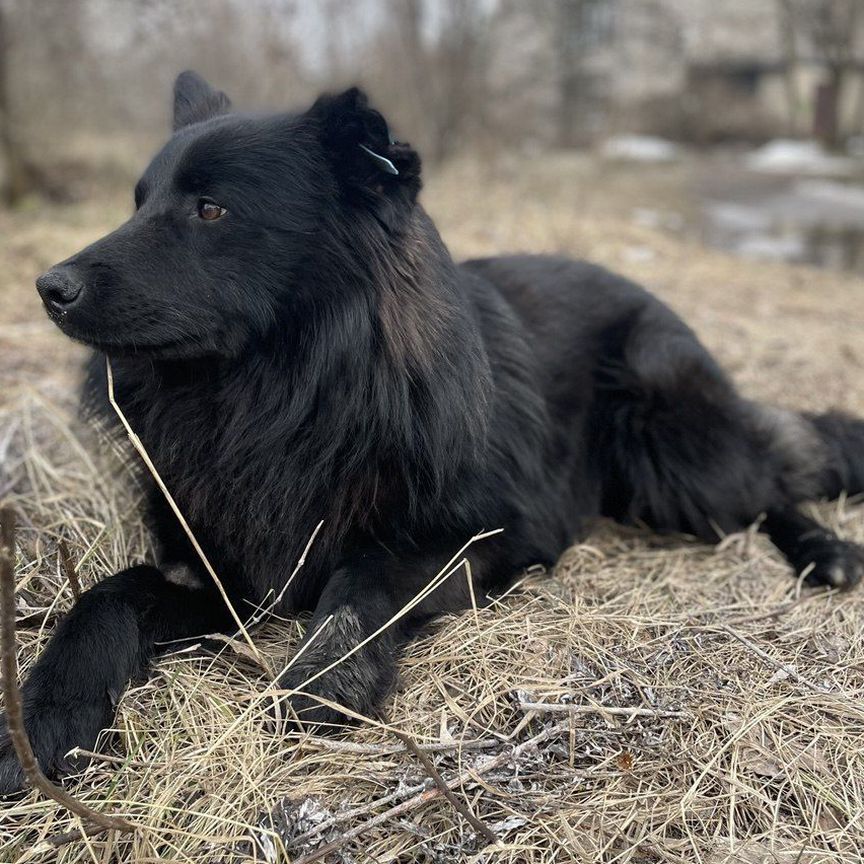 Взрослый пёс в добрые руки