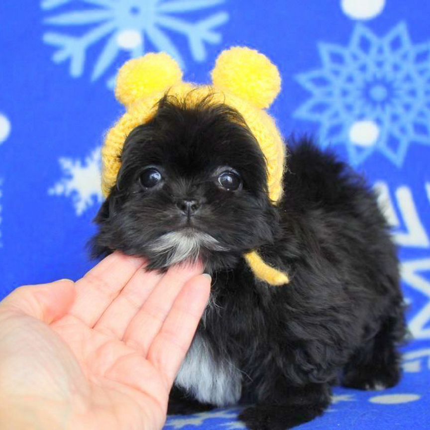 Мальтипушки детки мини