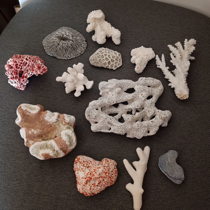 Морские коралы