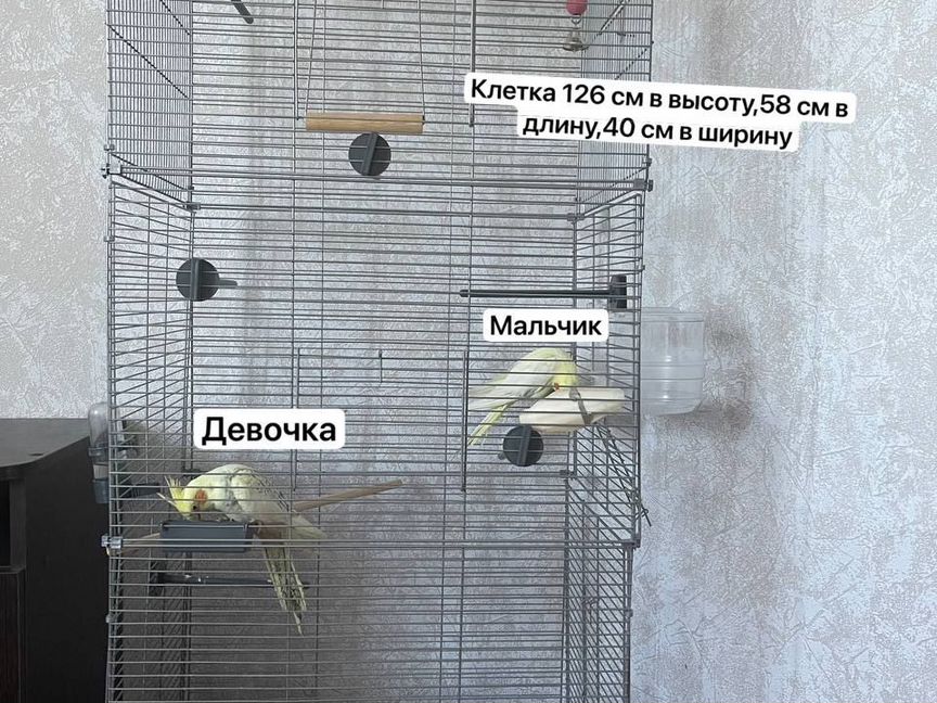 Попугай корелла