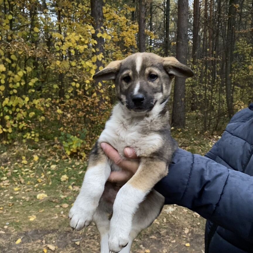 Щенок в добрые руки бесплатно
