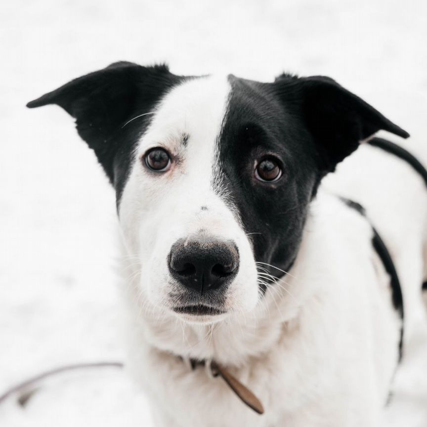 Брусника осталась одна