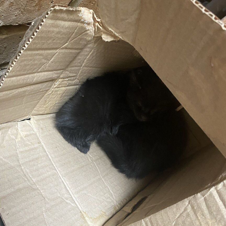 Котята ждущие любви
