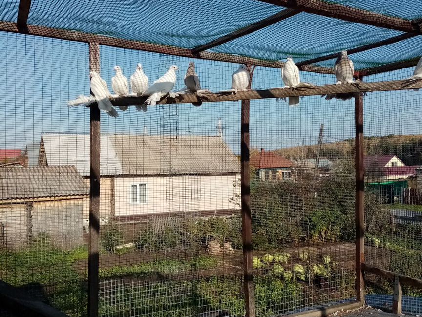 Голуби различных пород