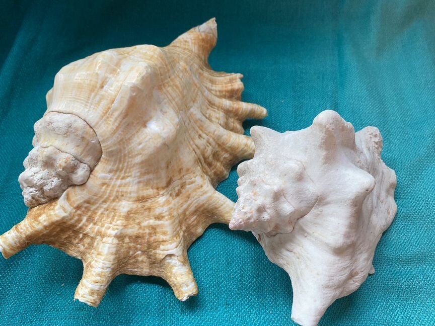 Раковины морские
