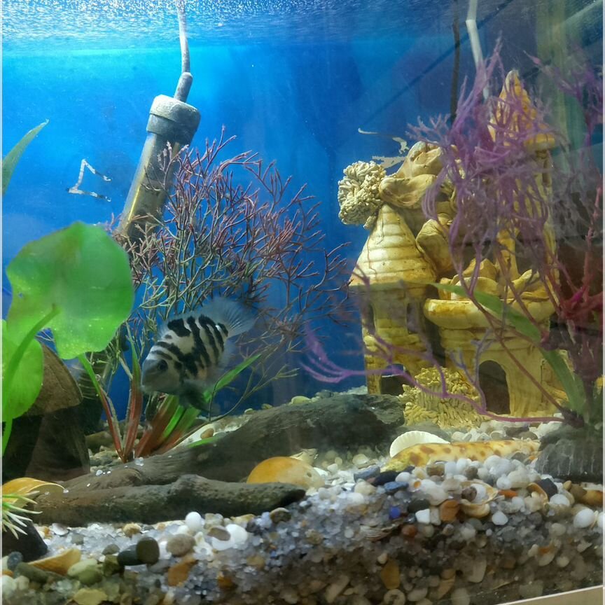 Продам аквариум с рыбками