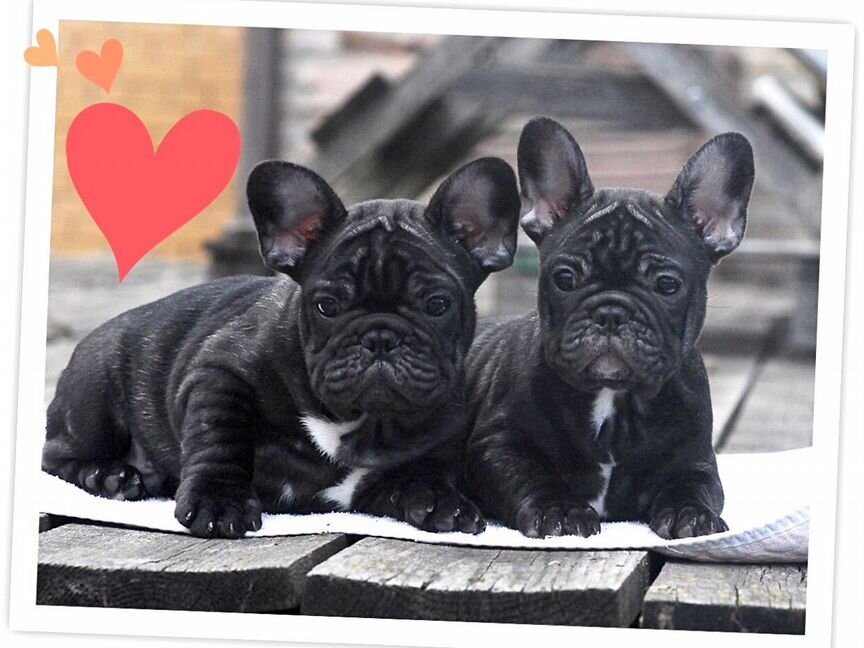 Французский бульдог щенки девочка