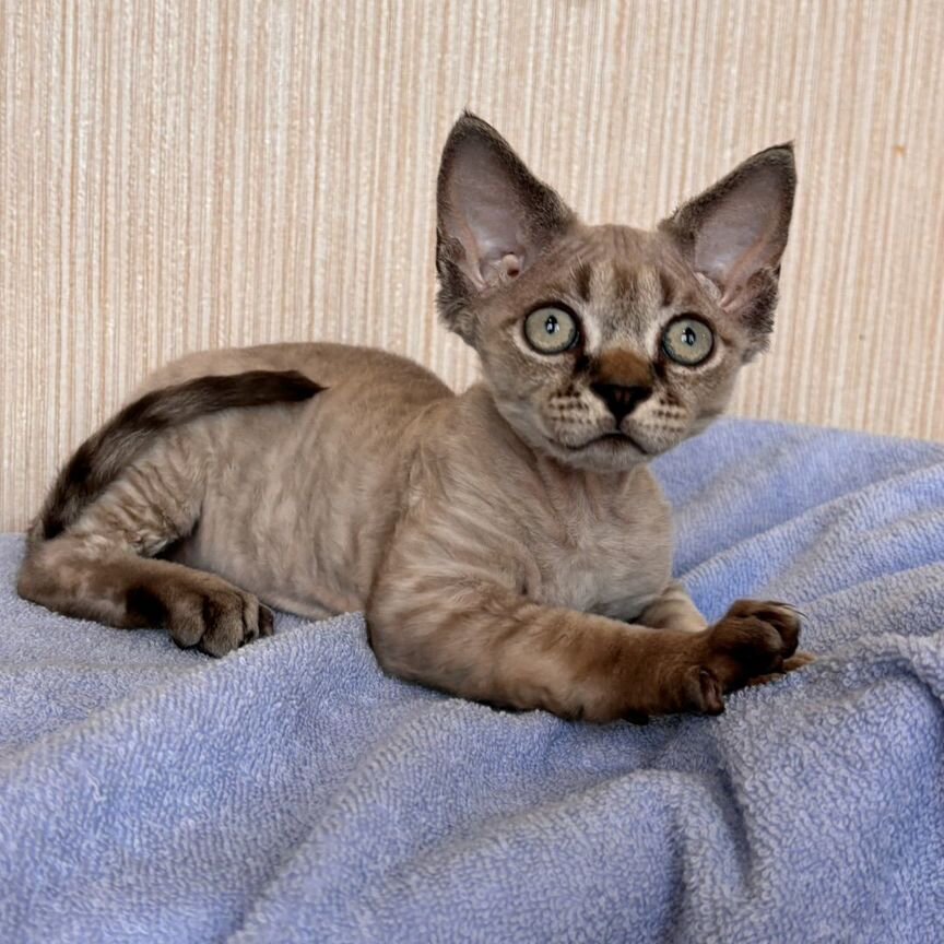 Голубоглазые девонята