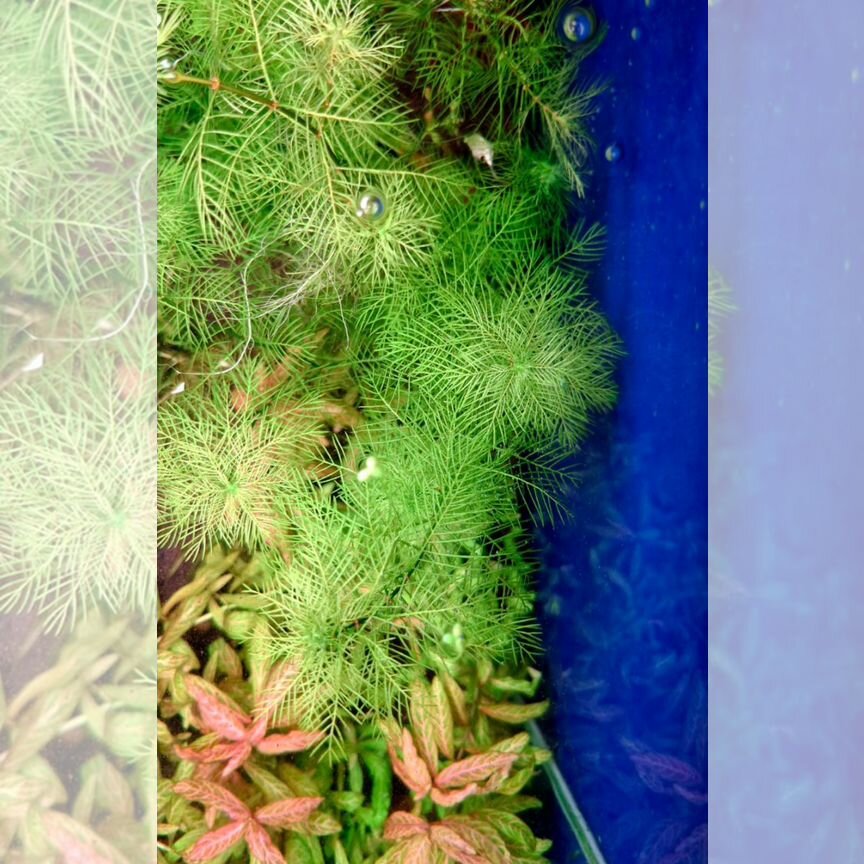 Перистолистник матогросский