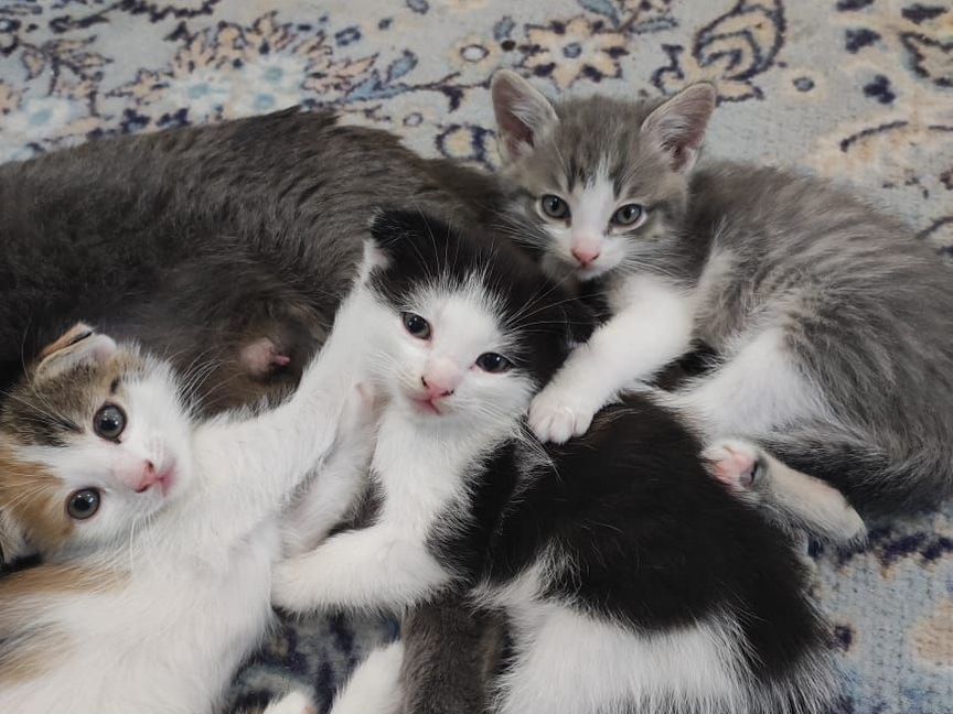 Котята в добрые руки