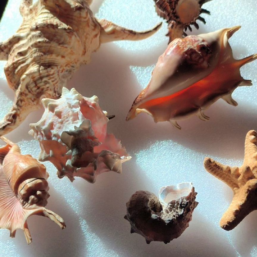 Морские ракушки раковины