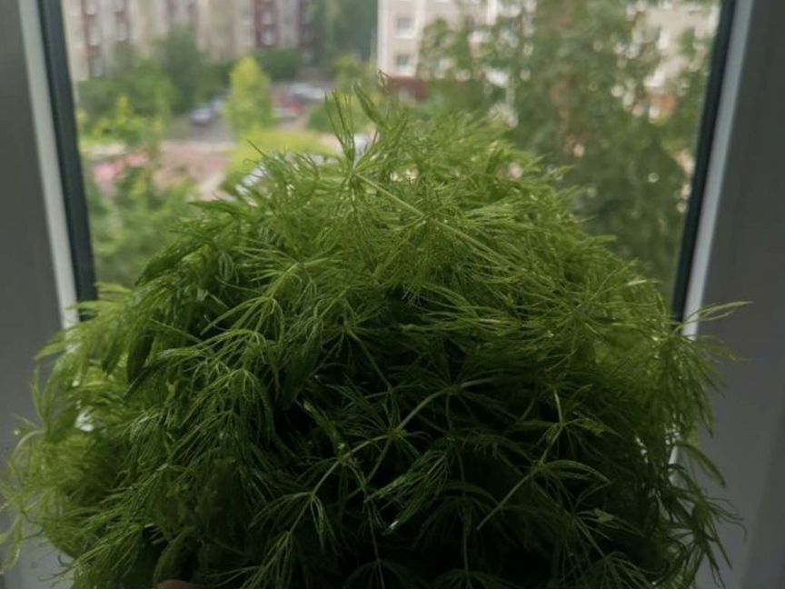 Роголистник ряска