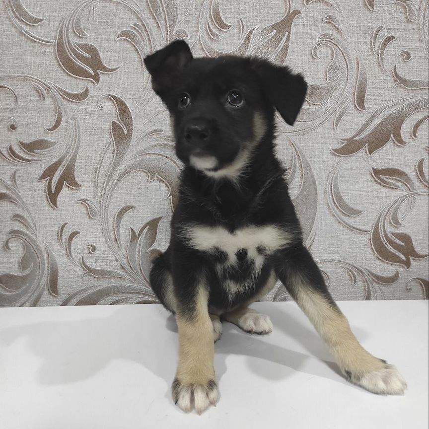 Щенок девочка ищет дом