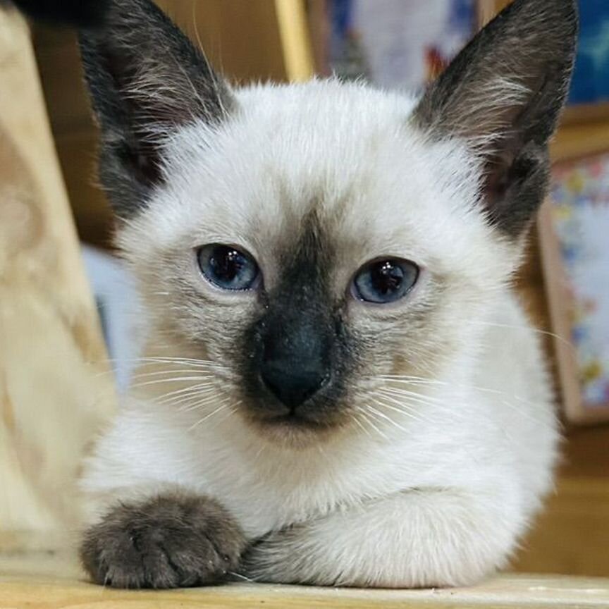 Ориентальный котёнок