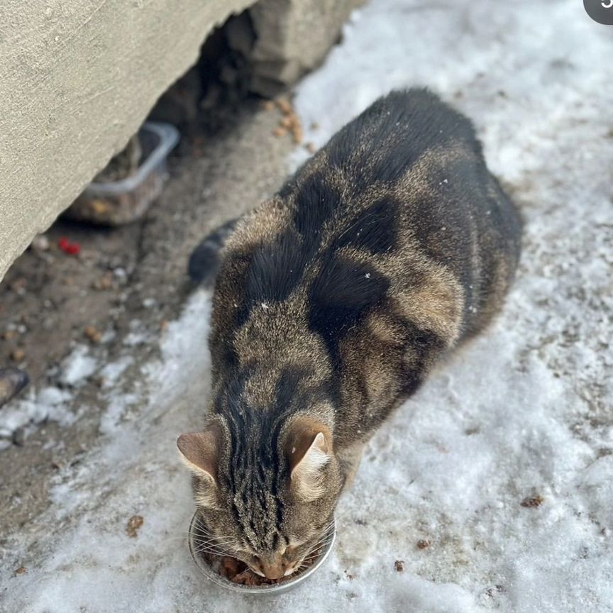 Взрослый кот в добрые руки