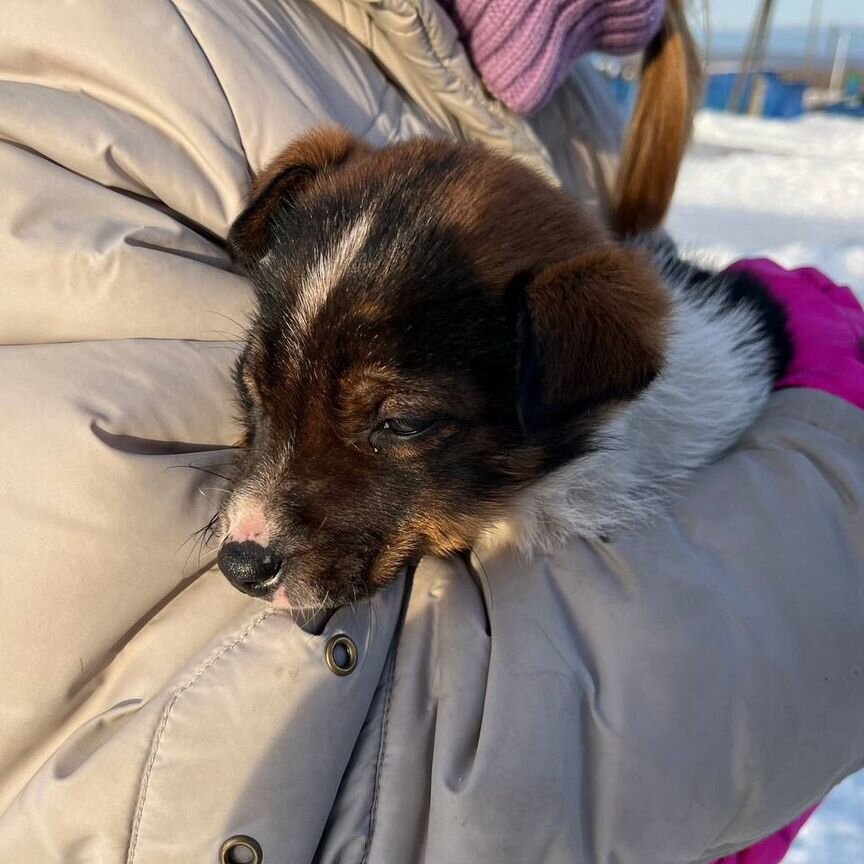 Щеночек девочка, отдам В добрые руки