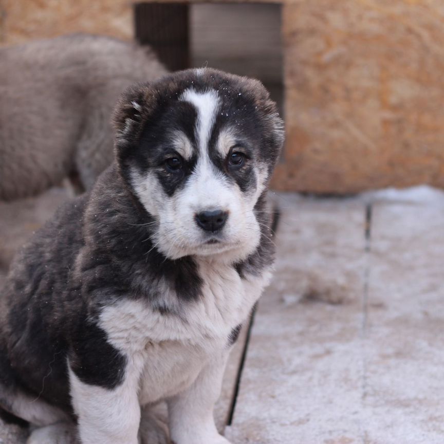 Щенки алабайчики