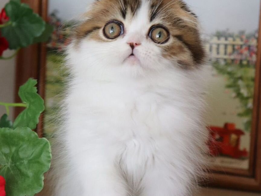 Шотландский котенок мальчик
