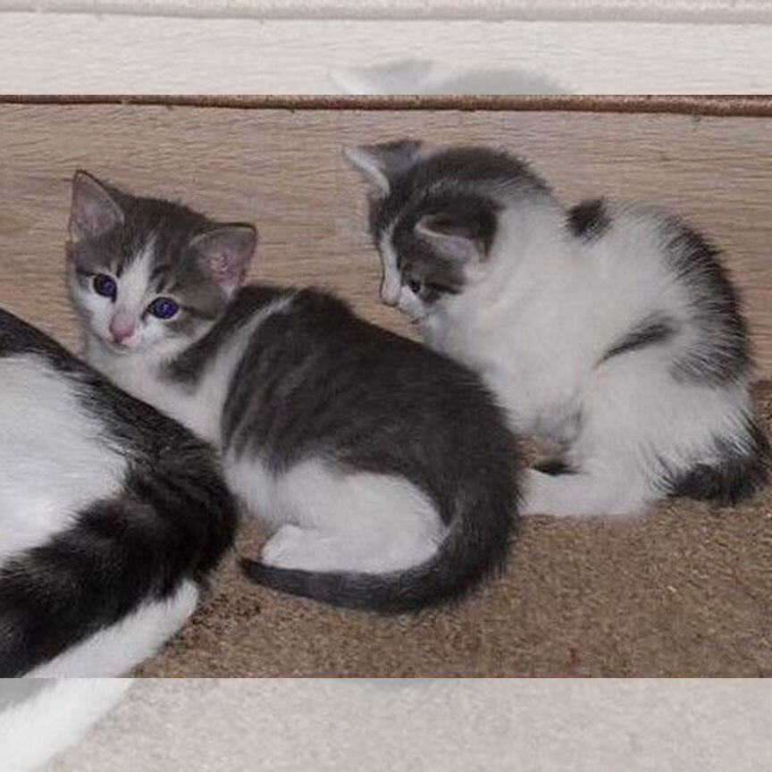 Отдам милашек котят в заботливые руки